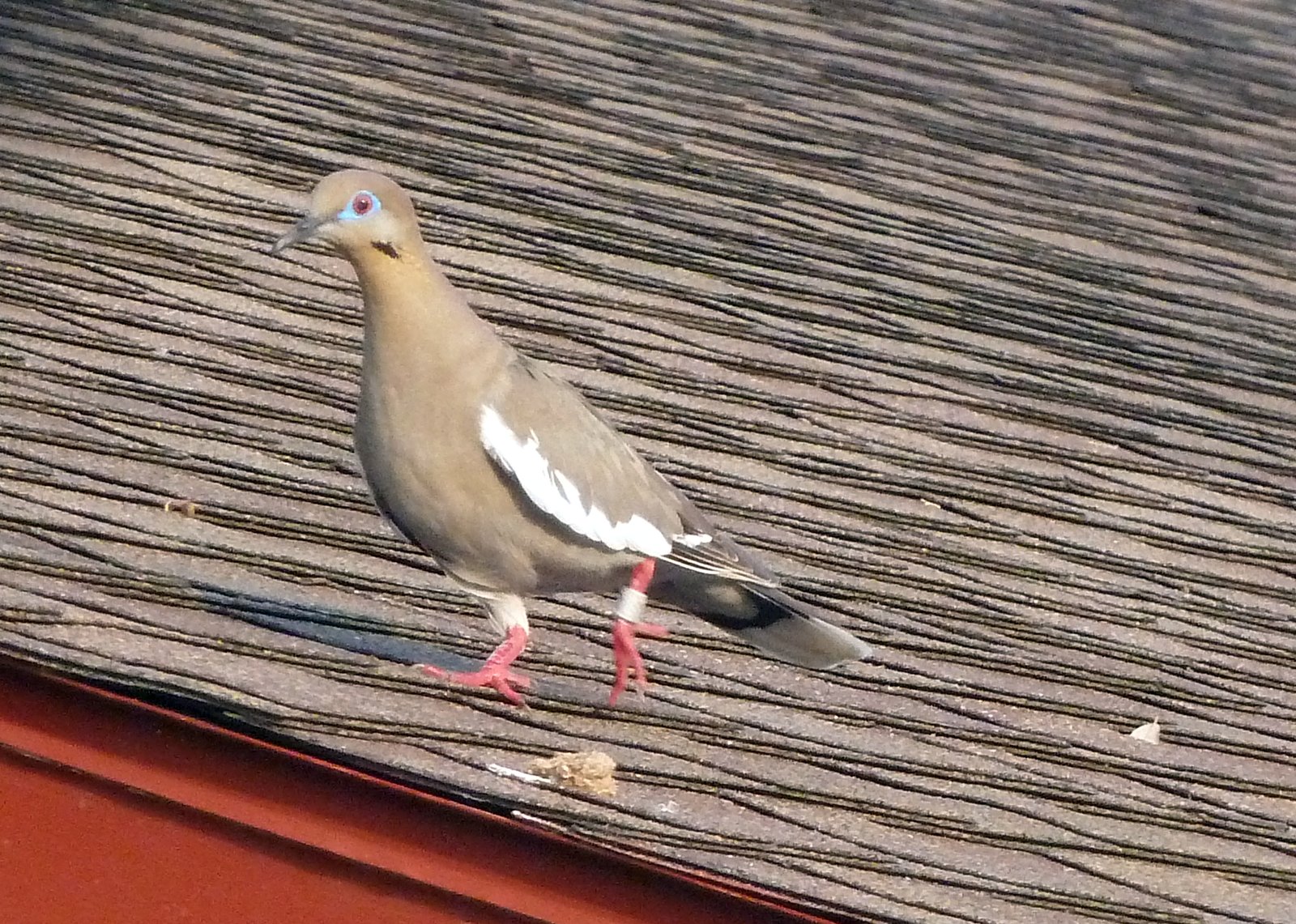 Texas Nature Notes.: Banded White-winged Dove In Victoria