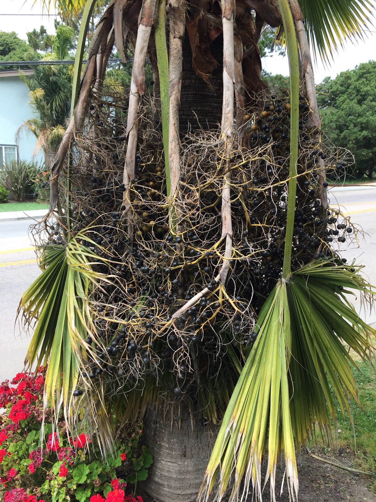Trees of Santa Cruz County: Brahea edulis - Guadalupe Fan Palm