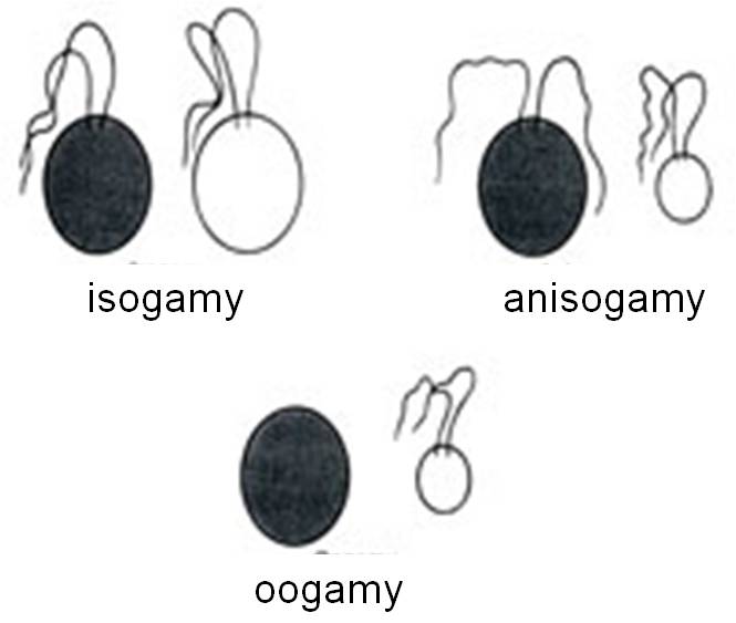 Science Doing: Origin and evolution of sex in lower plants