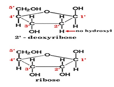 Pengertian, Persamaan, Perbedaan dan Fungsi DNA dan RNA