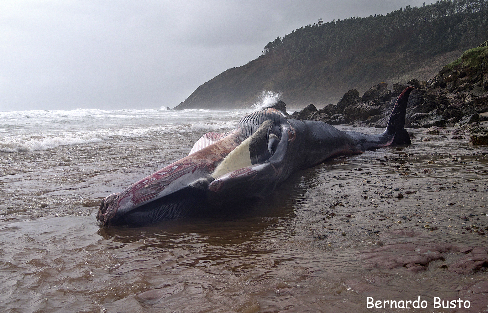 RÍA DE LA VILLA: Ballena varada