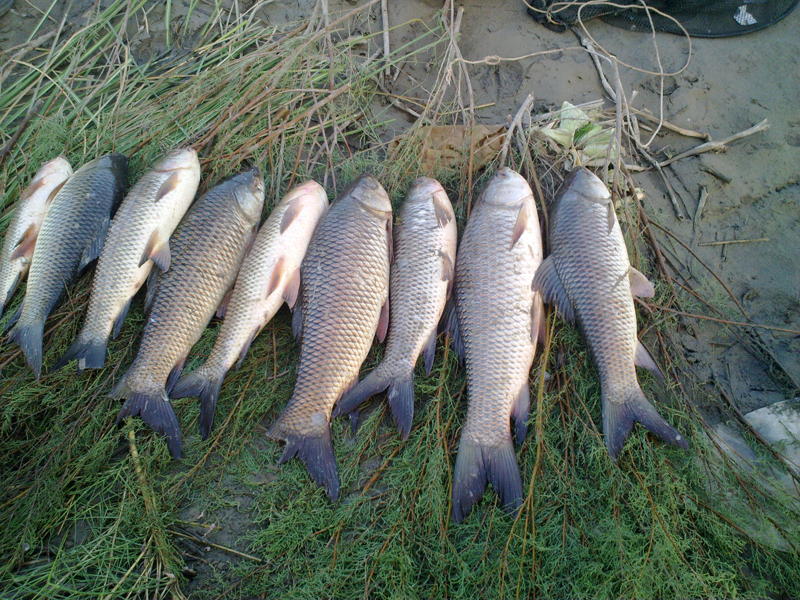 Fishing In Pakistan: Fishing in Pakistan (Near D G Khan) 2010