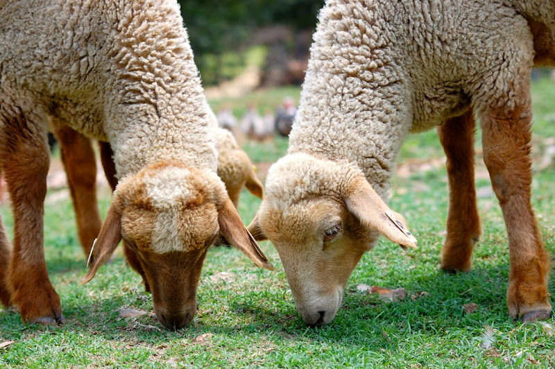 Little Hills Sheep Ranch