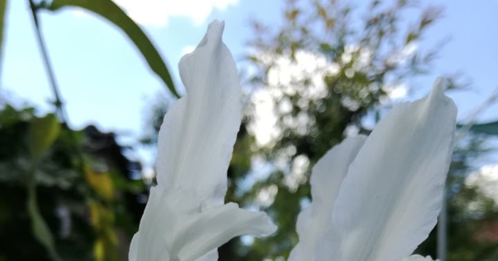 cele patru anotimpuri: Iris alb