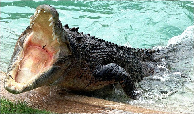မဗေဒါရဲ့ ဗေဒါလမ်း: Crocodile attack at Zoo (ဓာတ္ပံုႏွင့္တကြ)