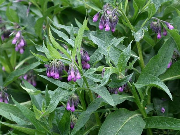 Ljekovitost gaveza ~ Prirodni lijek