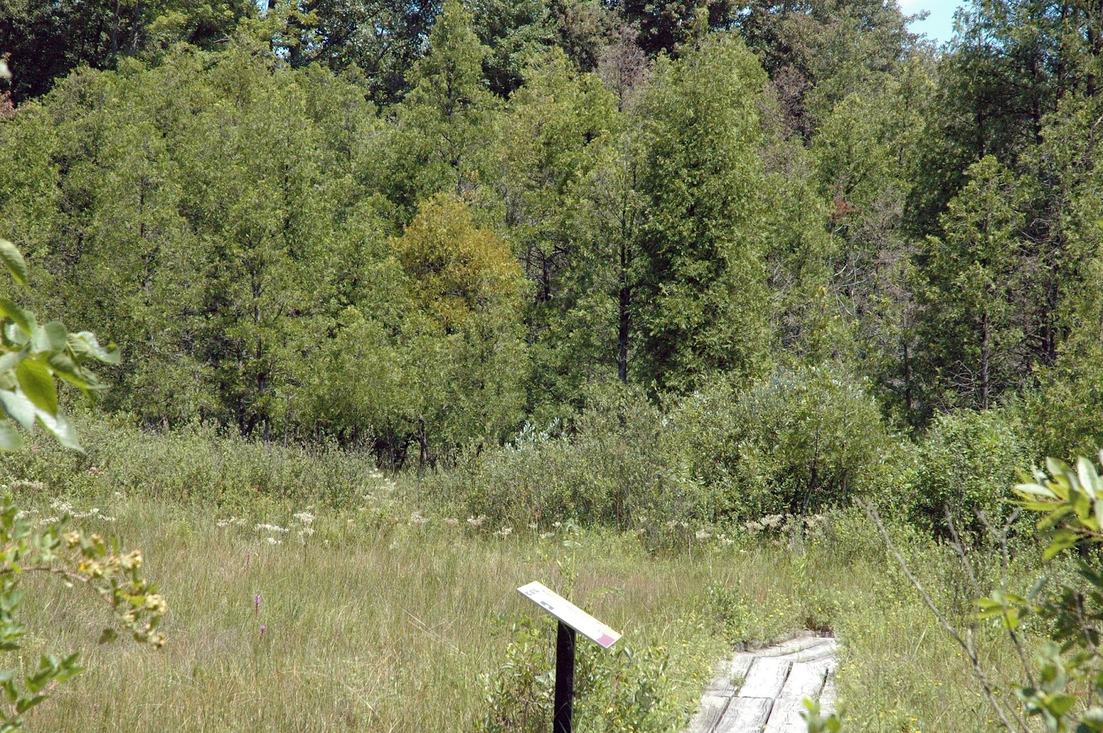 Field Biology in Southeastern Ohio: Cedar Bog