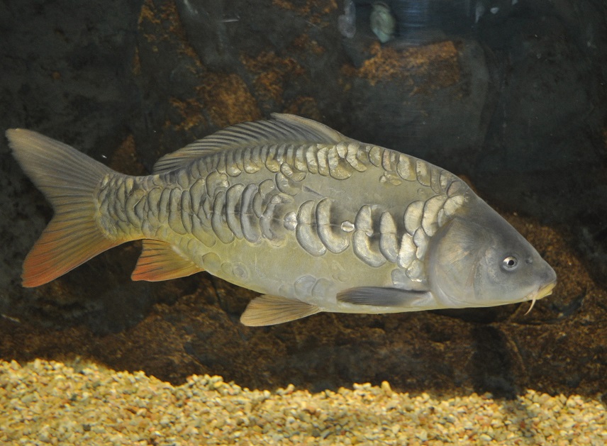 ZOOTOGRAFIANDO (MI COLECCIÓN DE FOTOS DE ANIMALES): CARPA COMÚN ...