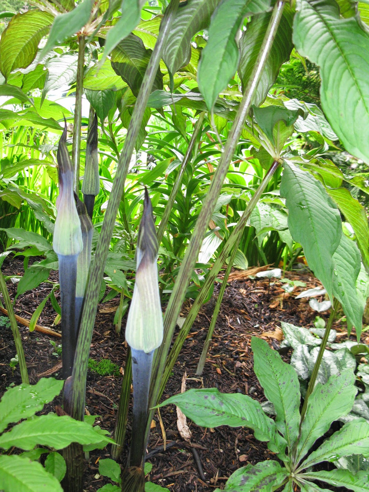 Heddle and Hook : ARISAEMAS