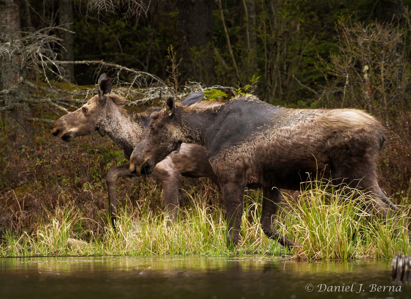 Daniel Berna Photography: Two Moose in Spring Molt