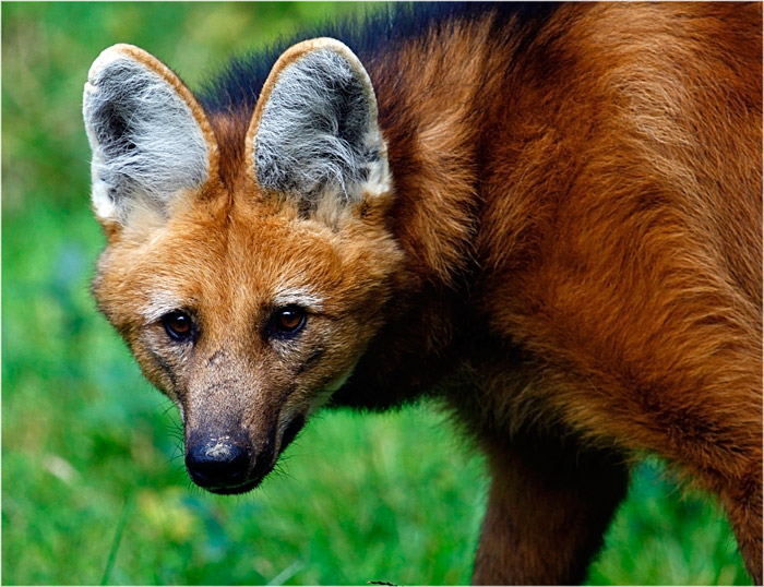 FOTO NATURA HUESCA 2: ZORRO GRANDE aguará guazú chrysocyon brachyurus ...