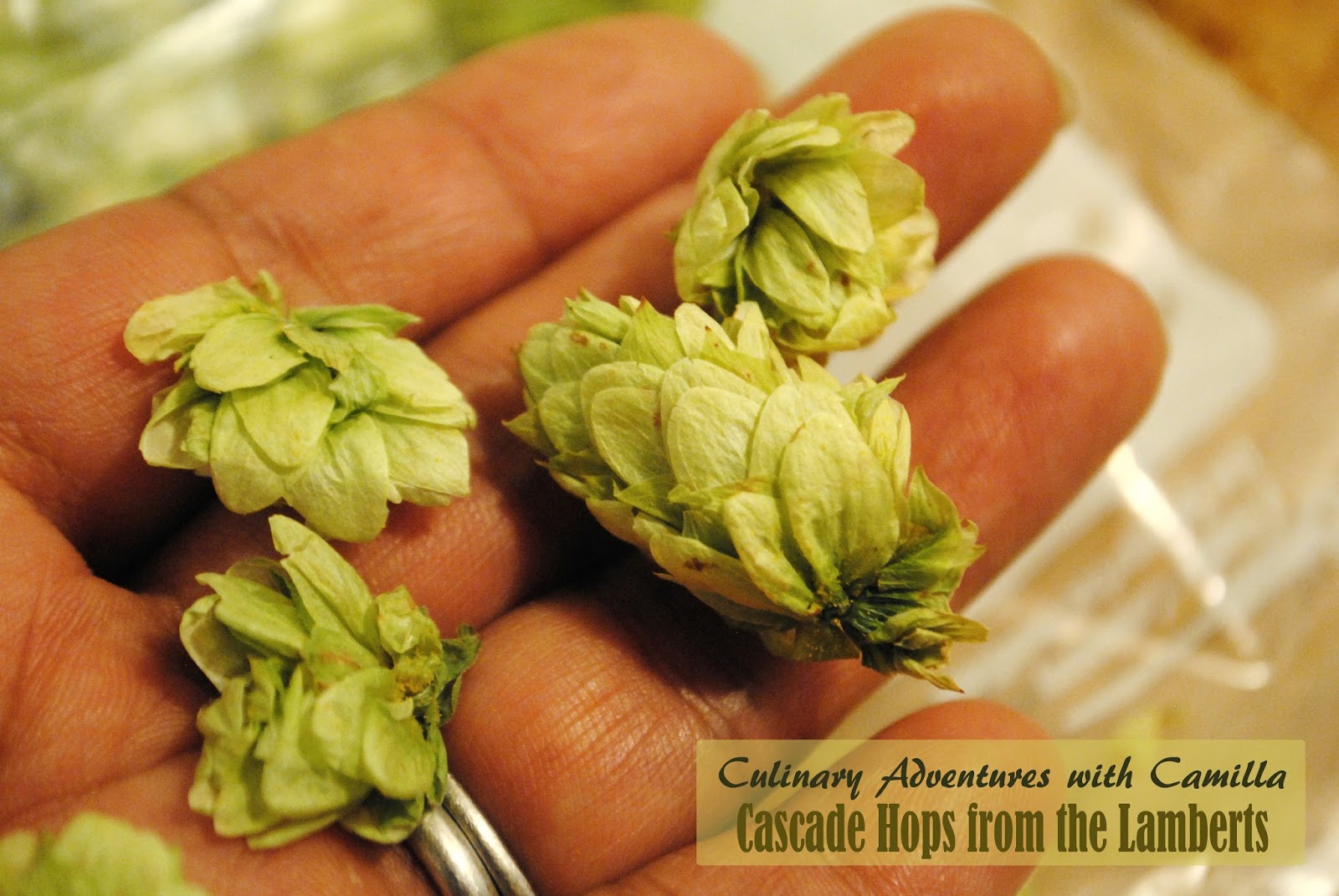 Cascade Hops from the Lamberts