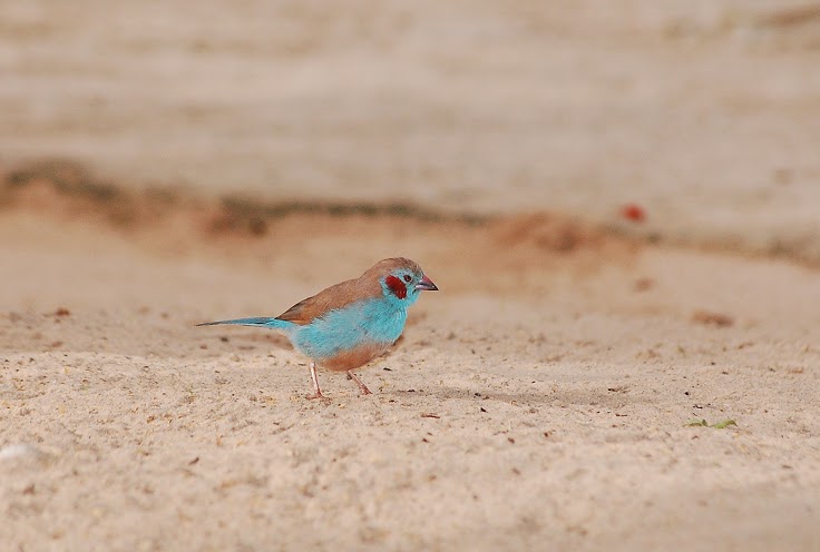 Espacio dedicado a la naturaleza: Azulito de Senegal (Uraeginthus bengalus)
