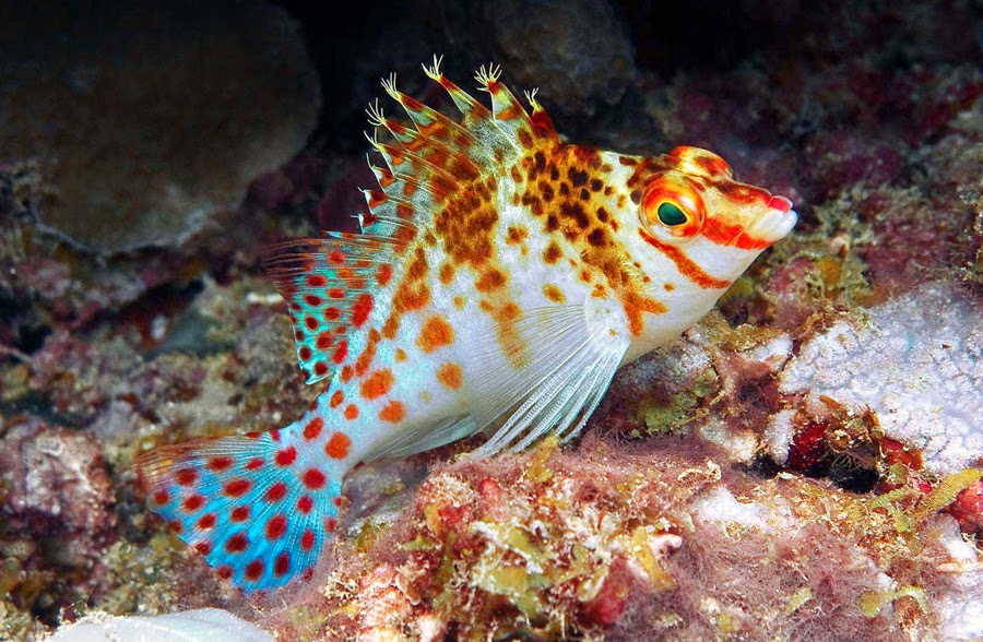 Peces y plantas ornamentales: Cirrhitichthys falco - Pez halcón enano