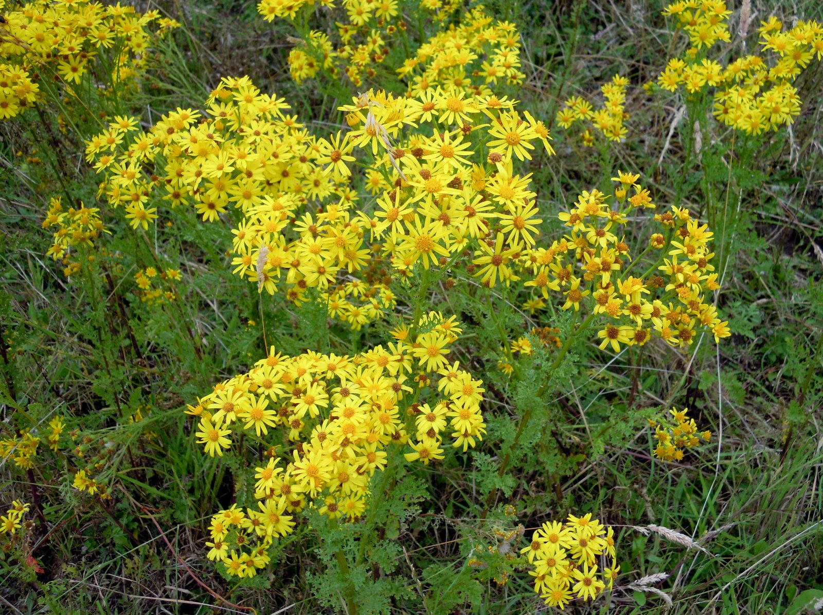 A Cotswold Year: Ragwort