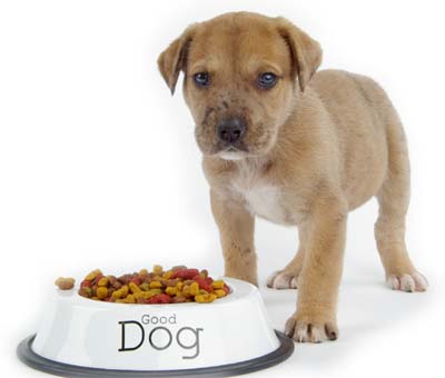 Proper Dog Nutrition Information