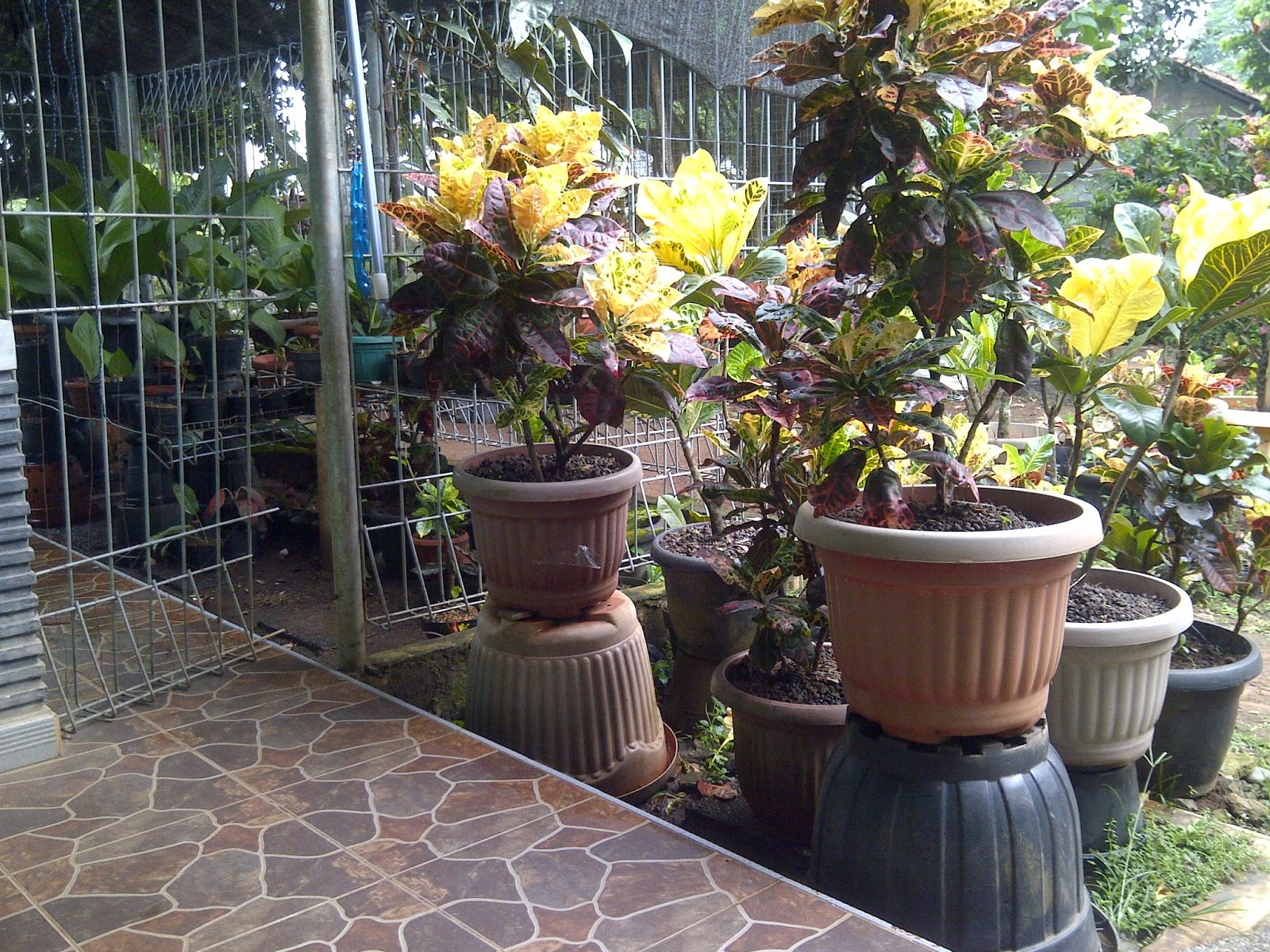 BUDIDAYA TANAMANA HIAS: PENYAKIT TANAMAN PURING