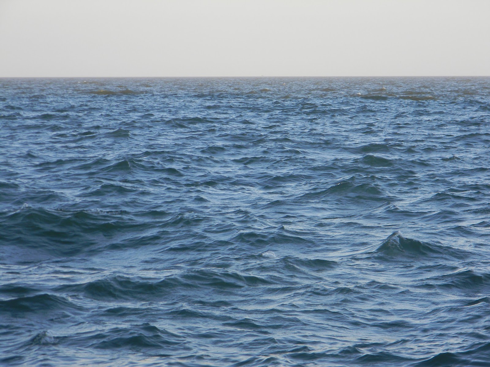 pocas pulgas: cosecha de mares