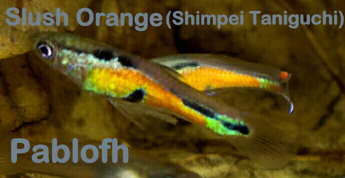 ENDLER POECILIA WINGEI Livebearers Cumana Area @endlerpoeciliawingei ...