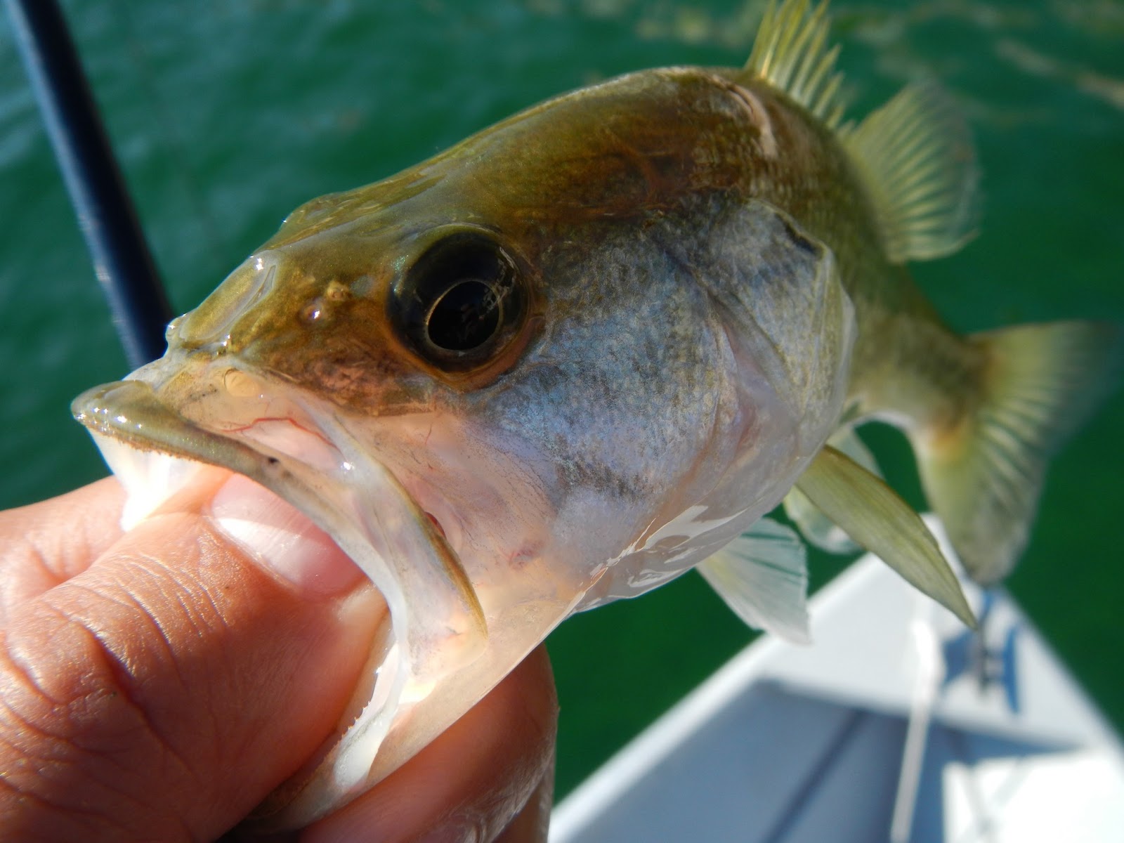 The Gourmet Sportsman: Small Fry