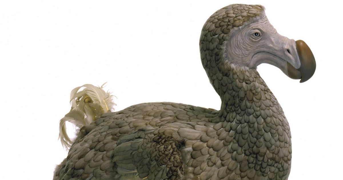 Додо Животное Фото