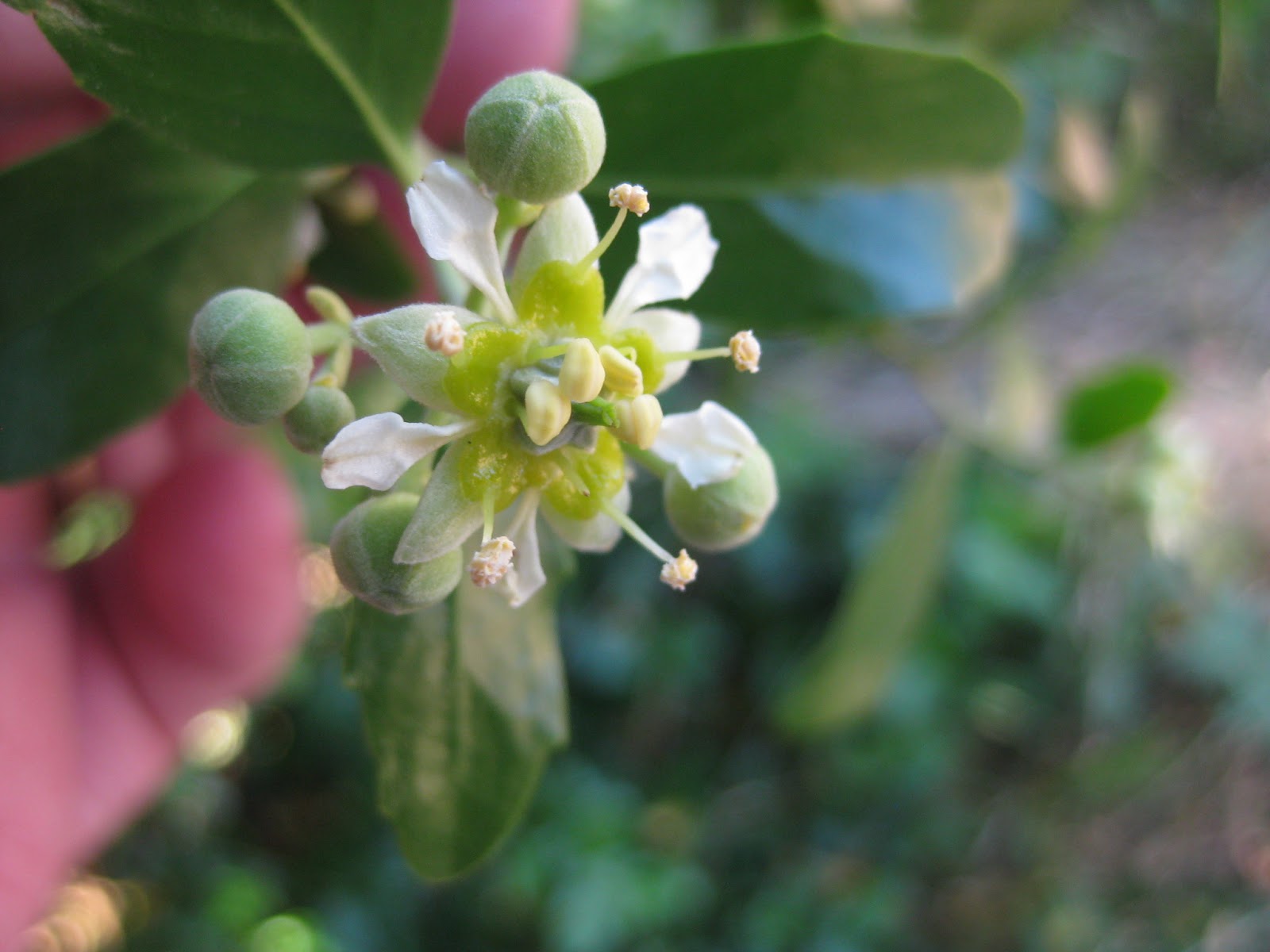 Trees of Santa Cruz County: Quillaja saponaria - Soapbark Tree