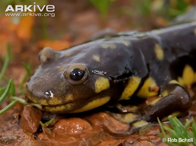 Group 3: Katie Ettl: The California Tiger Salamander