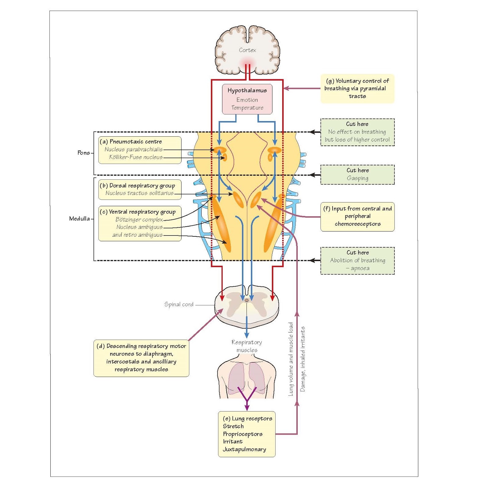 Control Of Breathing II: Neural Mechanisms - pediagenosis