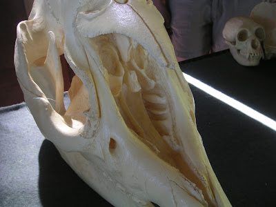 TAPIRS: The Tapir Preservation Fund (TPF): Tapir Skull at Point ...