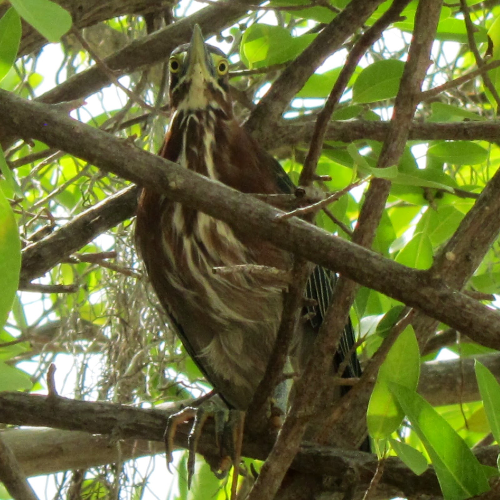 Hiking Curaçao - Flora and Fauna: Green Heron - Butorides virescens