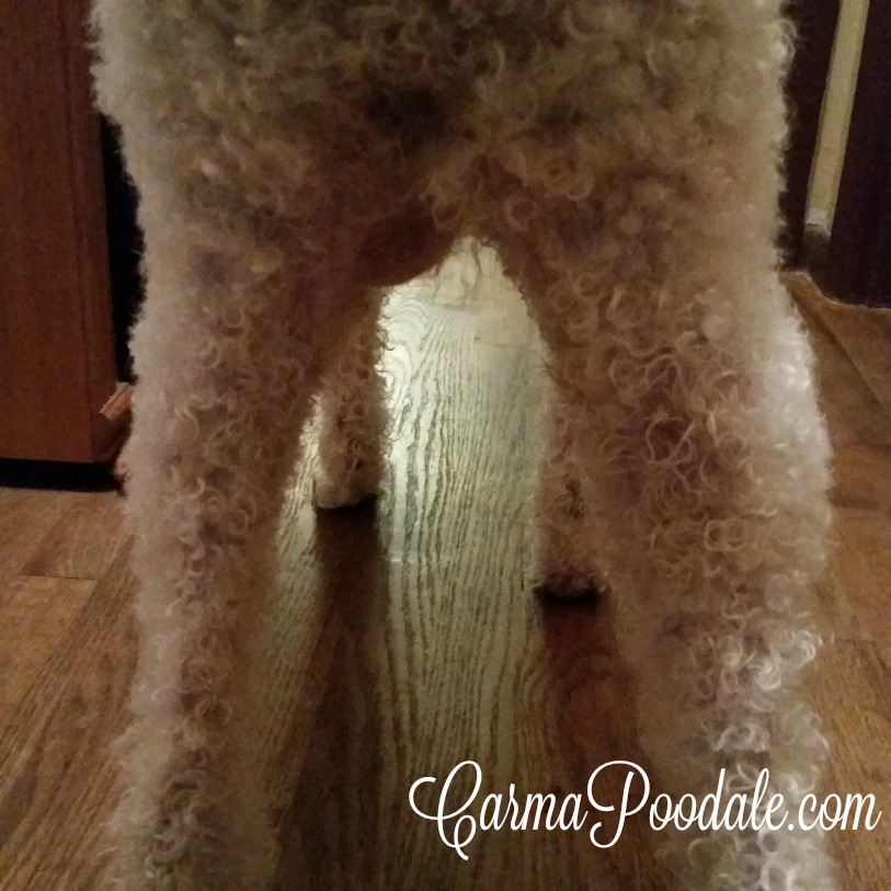 Carma Poodale : What Happened To Me and Why I Had to Step Away From The ...