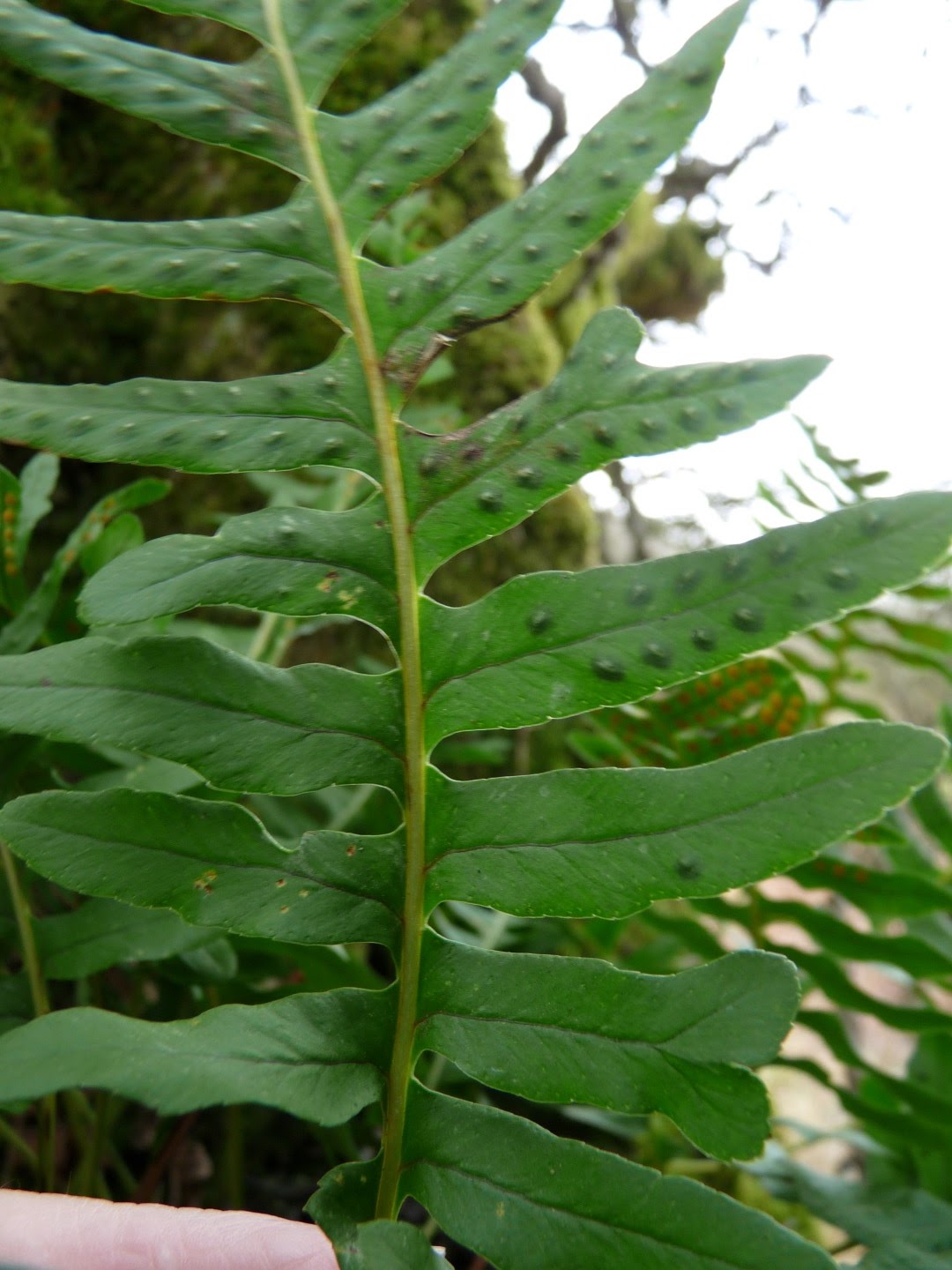 Hutton Roof's Special Ferns and More: Polypodium Interjectum ...