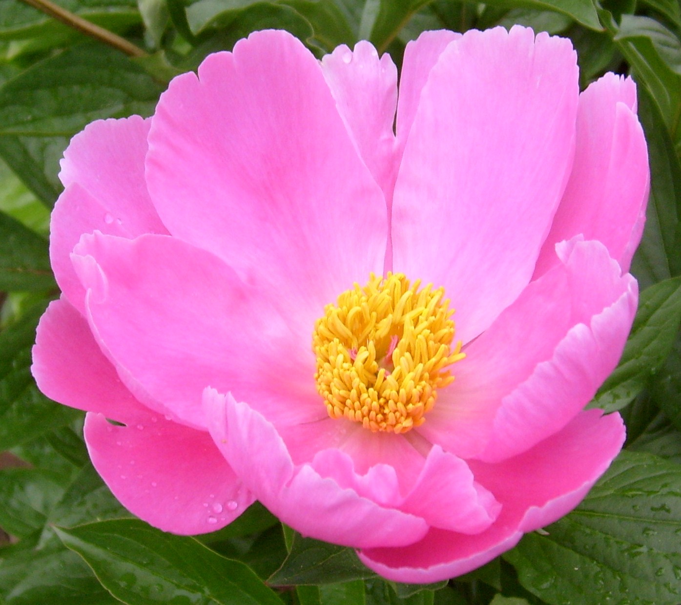 Happier Than A Pig In Mud: Precious Peonies