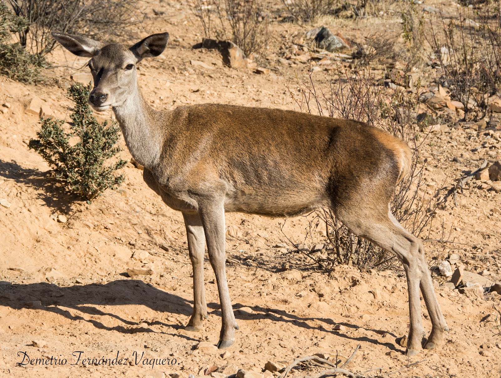 Cérvidos en Parque Nacional Monfragüe | Fotografía Demetrio Fernández