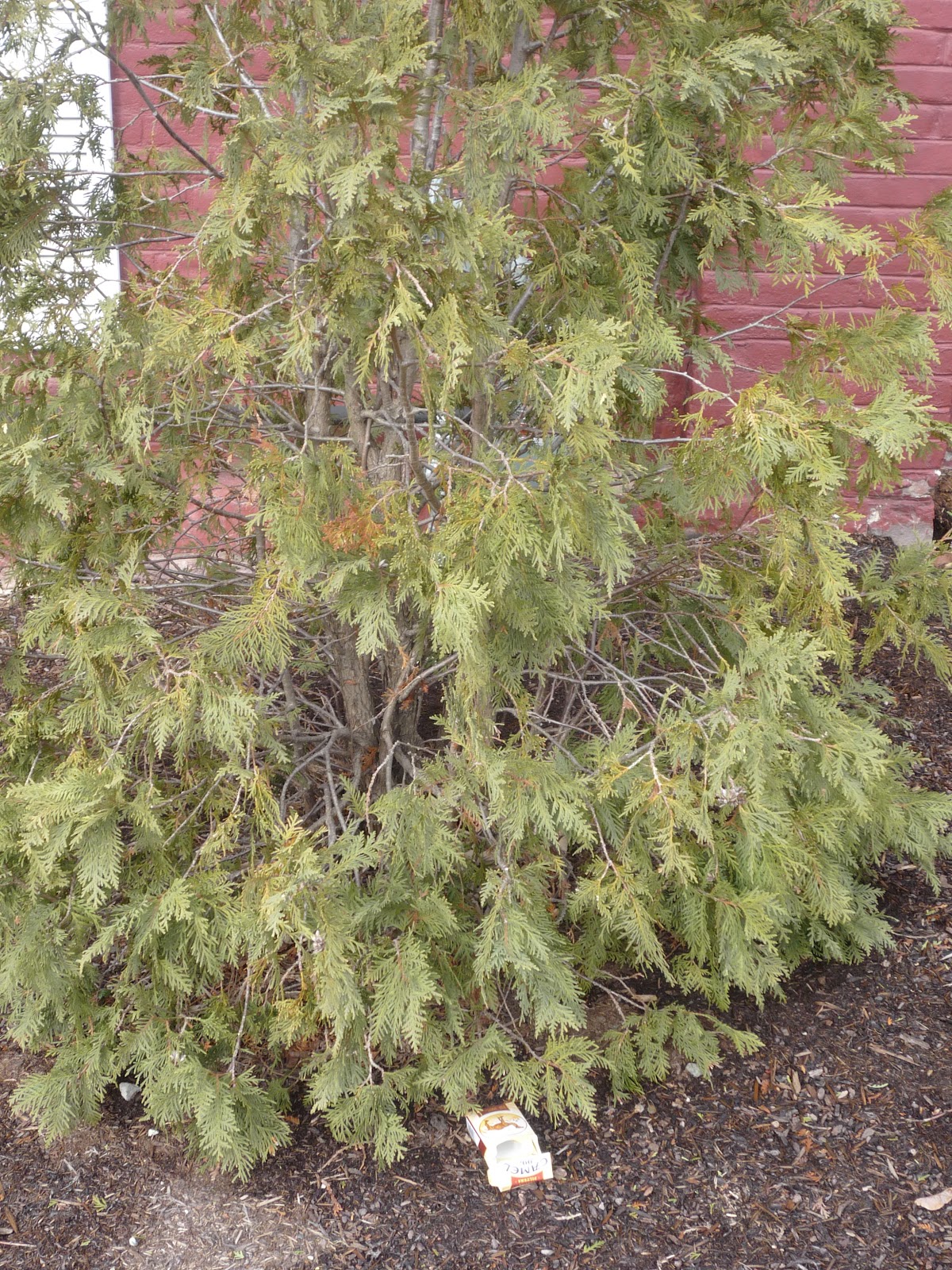 Carnivorous plant devours Champlain College Student. | South Burlington ...