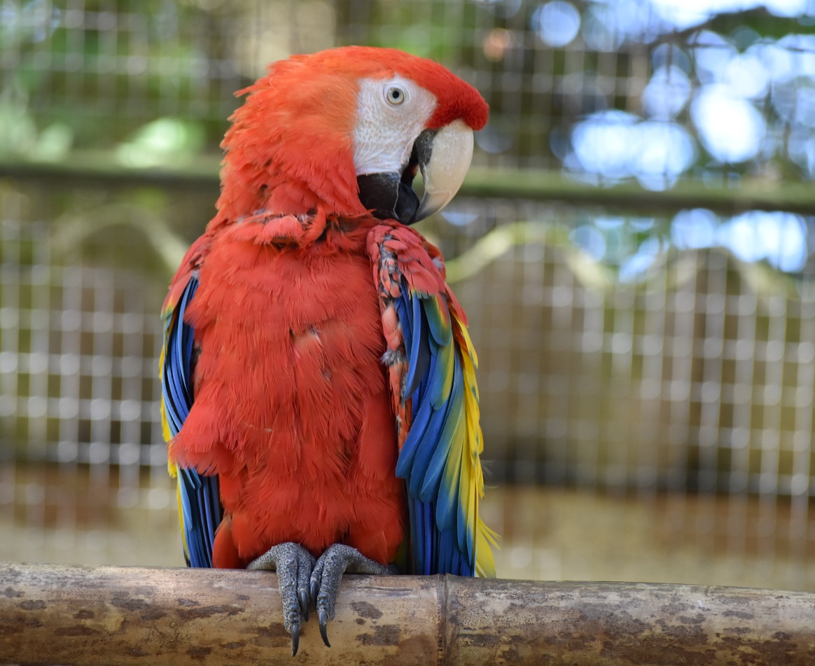 ZOOTOGRAFIANDO (MI COLECCIÓN DE FOTOS DE ANIMALES): GUACAMAYO ROJO O ...