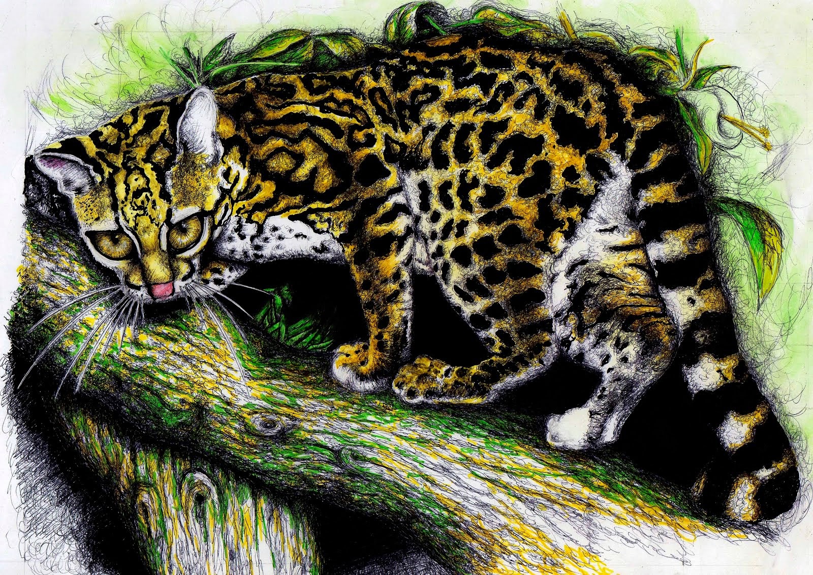 Leopardus wiedii - Tigrillo Boliviano - Joel Huanca Martinez