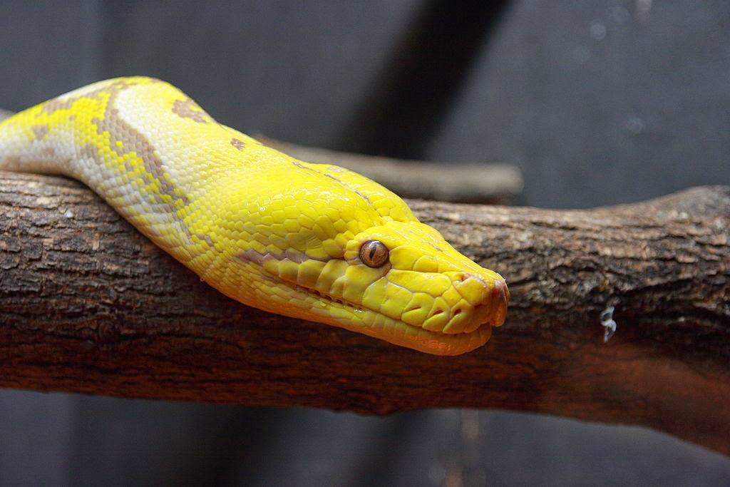 World’s Longest Snake-Reticulated Python