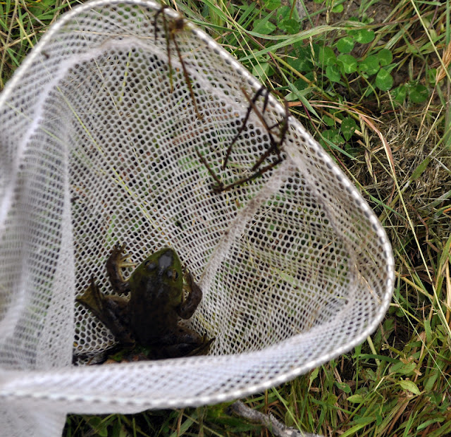 The Little Legers: Catching Frogs!