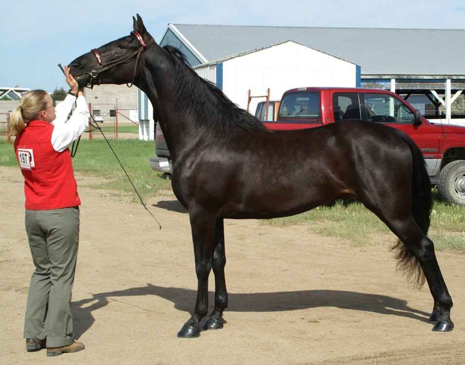 Bandera Horse Judging