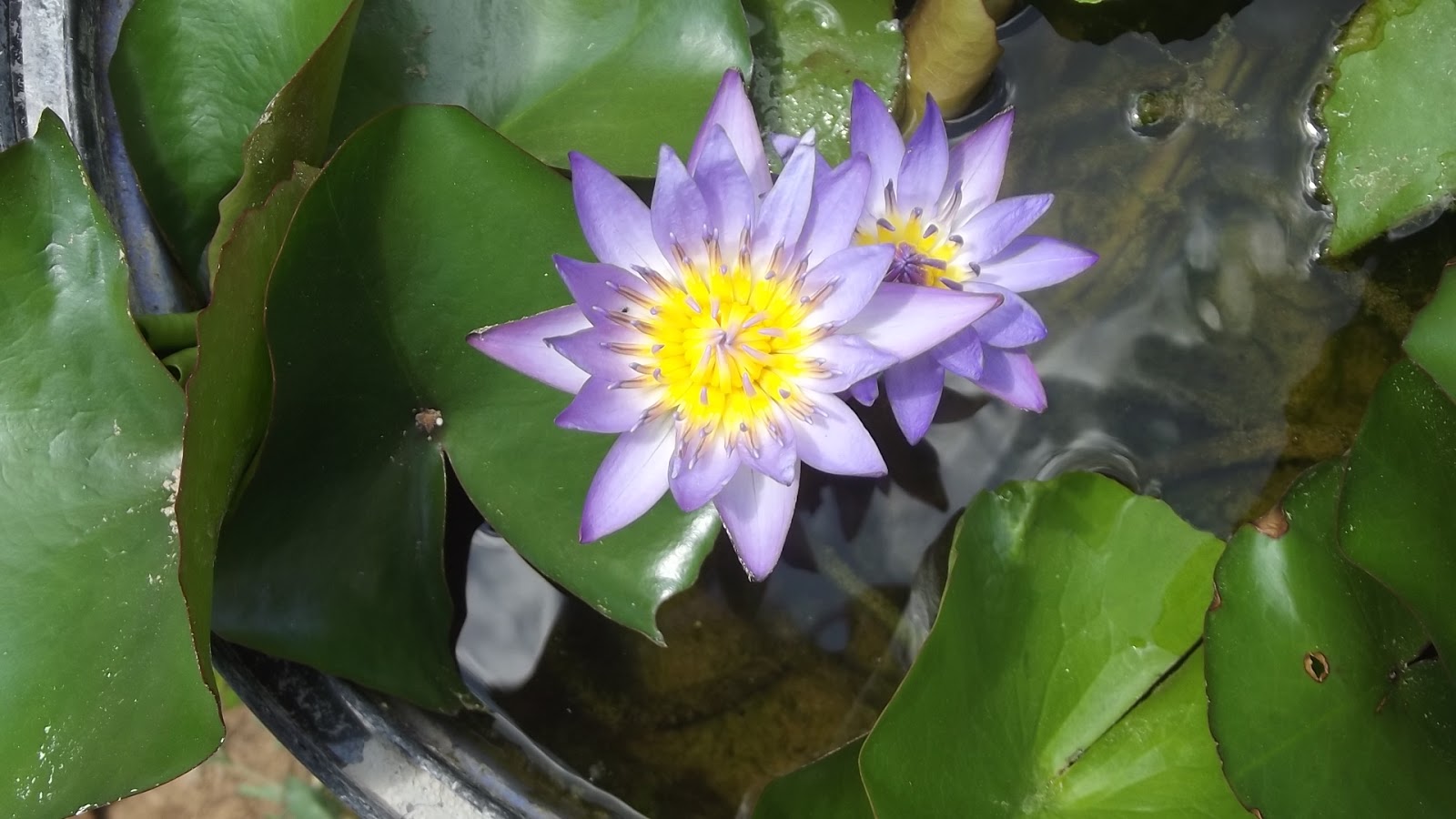 SUCUL DÜNYA ve DİĞERLERİ