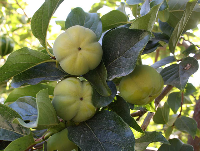 Judy Wise: North Carolina and Home