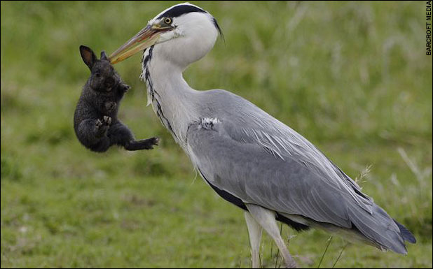 Heron eats a rabbit, Easter Cancelled | Animals eating Animals