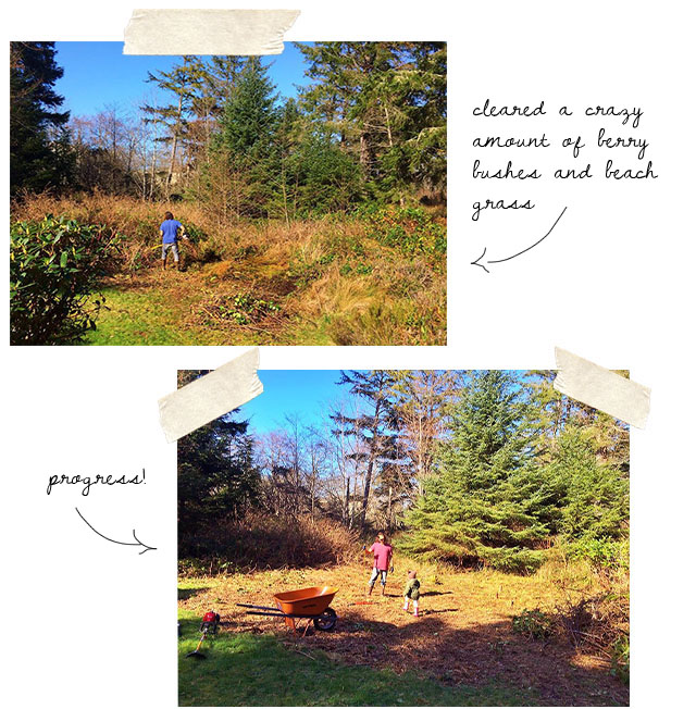 alisaburke: the backyard project part 1