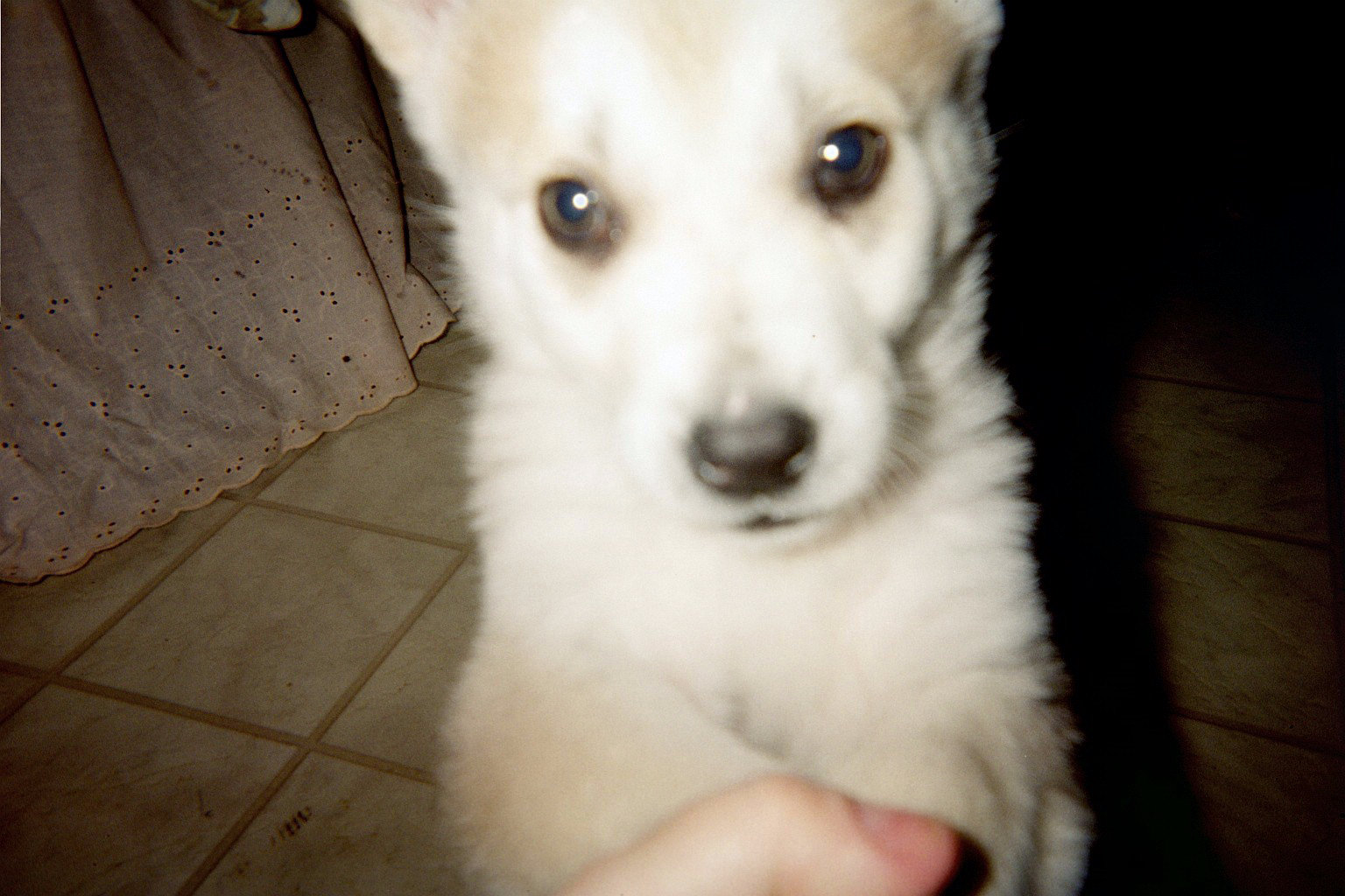 Wolves As Pets: Meet My Hybrid Wolf Family