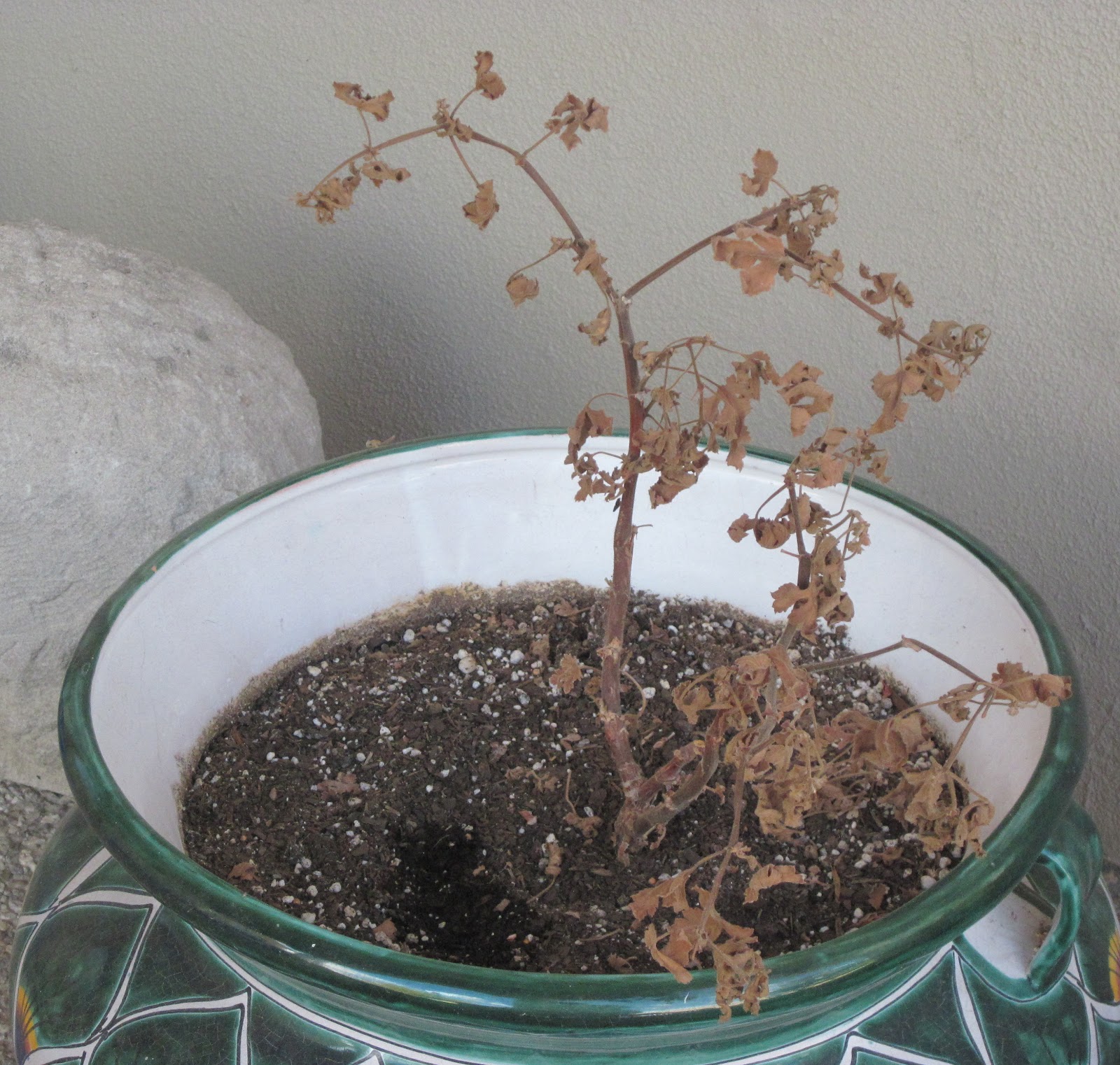 Plant it All in the Fall - My Suburban Kitchen