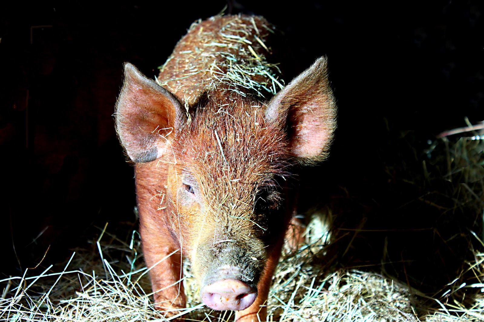 To Sing With Goats: Ready, Set, Go.