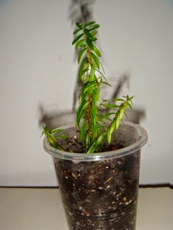 Всё о бегониях и не только...: Бабингтония / Саннанта (Babingtonia ...