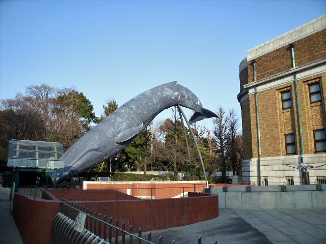 Tokyo Snap Photo: Life Size Model of Blue Whale in Ueno Park