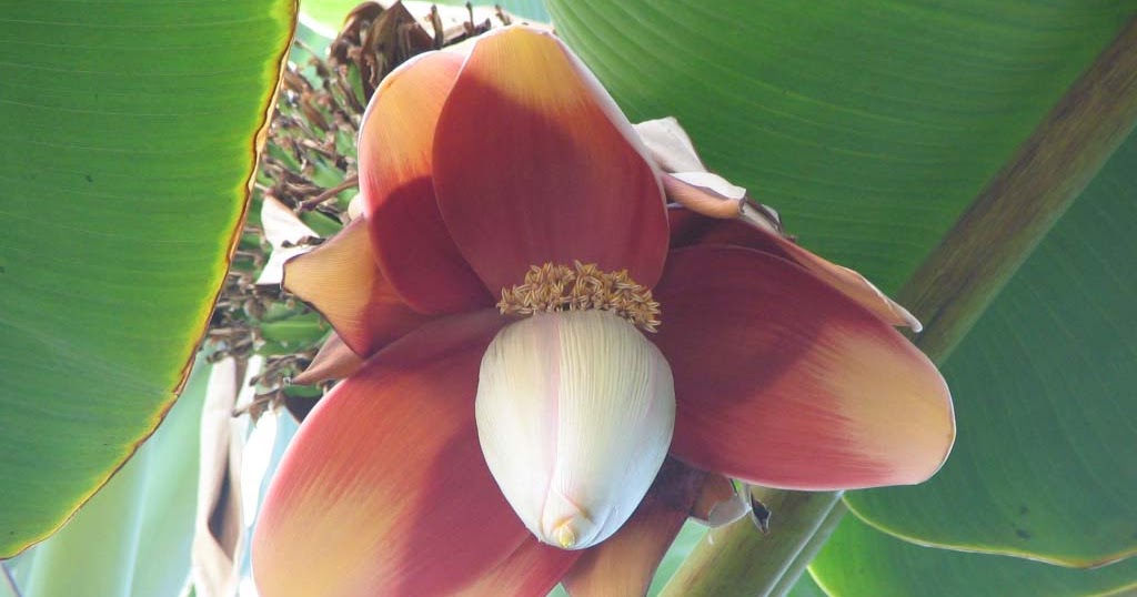 Abaka Nedir, Abaka Lifi Ne Demek - Tekstil Sayfası